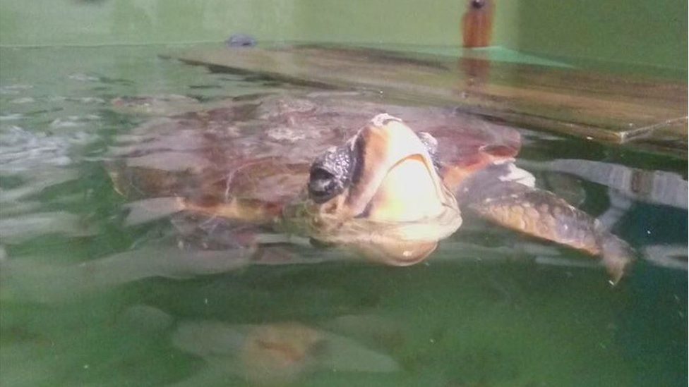 British Isles turtle strandings rise in storms - BBC News