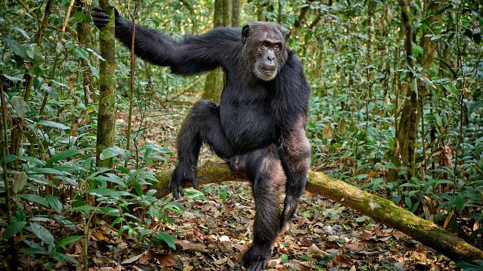 It's official - chimps love to boogie! - BBC Newsround