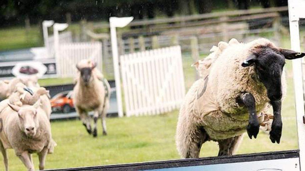Hoo Farm sheep racing returns after animal rights petition - BBC News