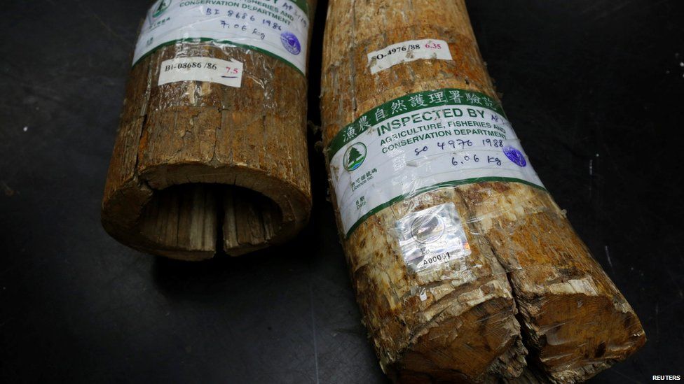 East Asian networks 'smuggle ivory across Africa' - BBC News