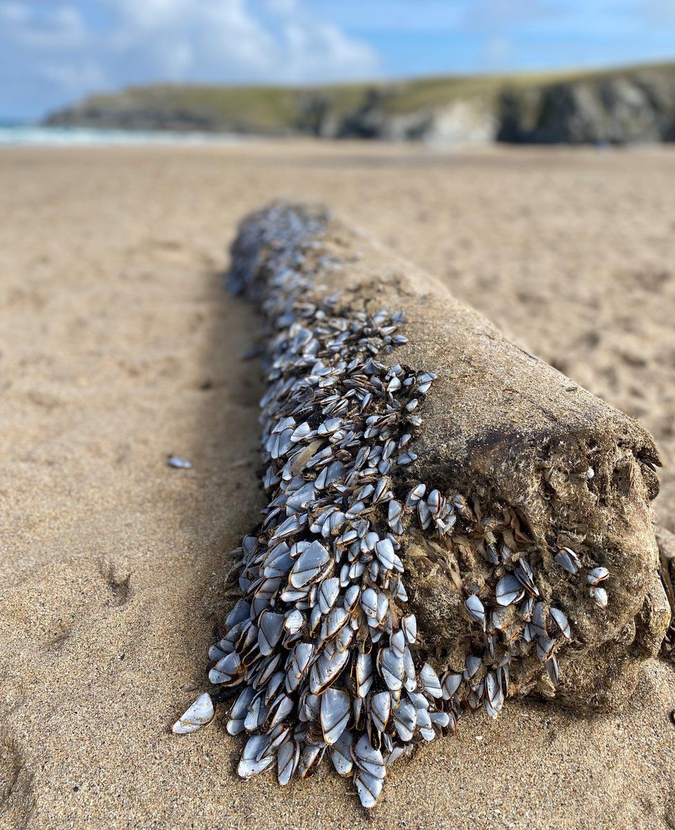 England's Big Picture: 9 August -15 August - BBC News