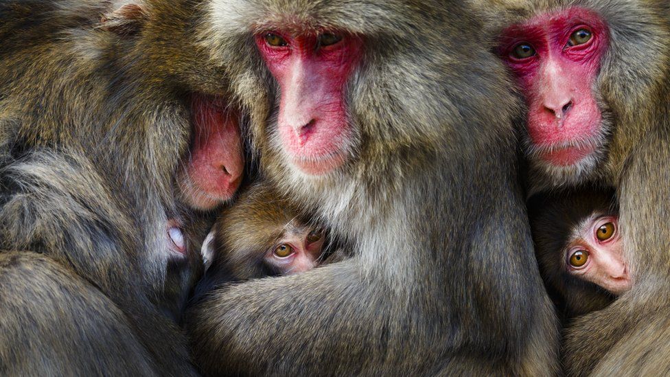 World Nature Photography Awards: Check out the winning pictures - BBC ...