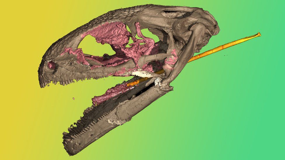99-million-year-old amphibian with slingshot-style tongue found - BBC ...