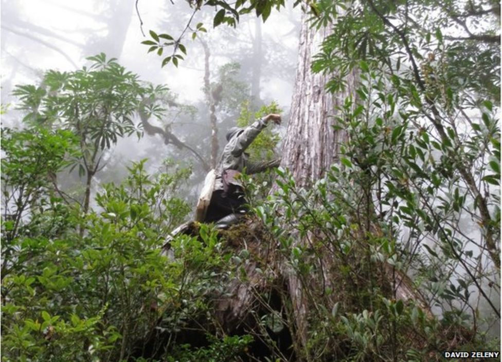 Earth's trees number 'three trillion' - BBC News