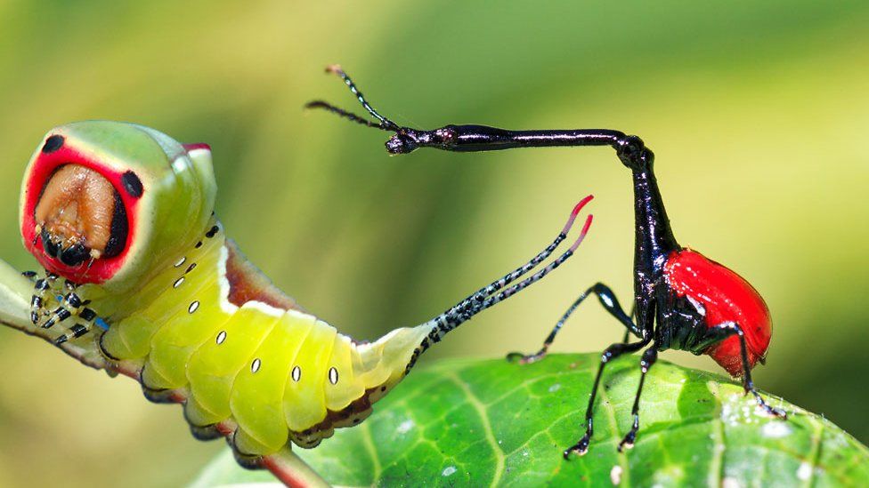 Scientists use 'mini backpacks' to study UK's rarest beetle - BBC Newsround