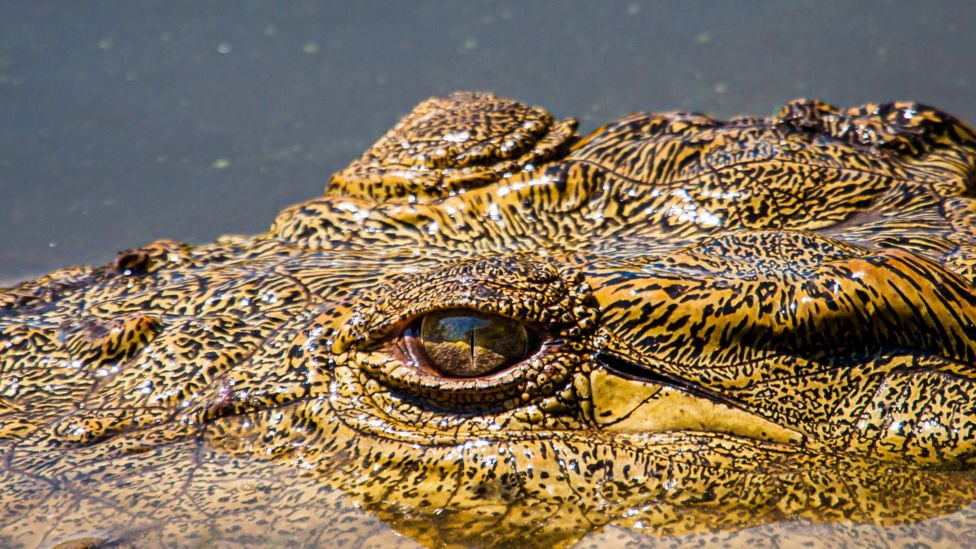 An ancient croc-like creature has been discovered - BBC Newsround