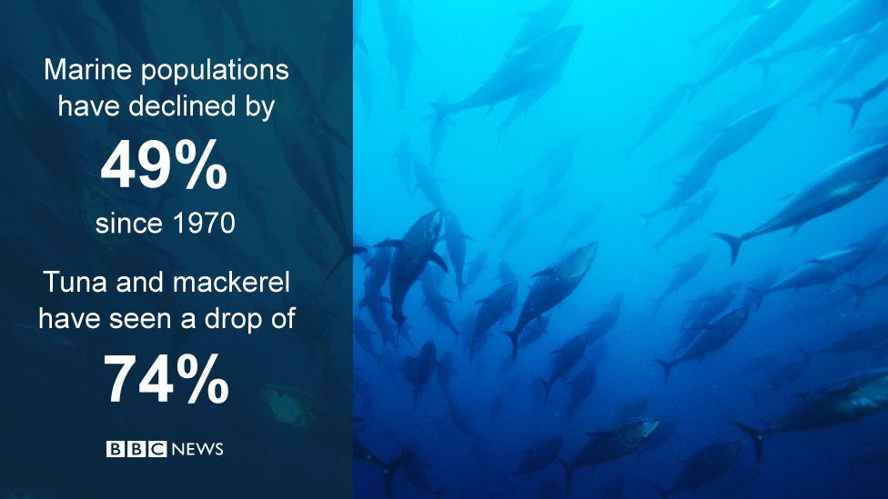 Go Figure: The week in numbers - BBC News