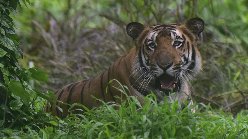 Tiger that killed nine people in India shot dead - BBC News