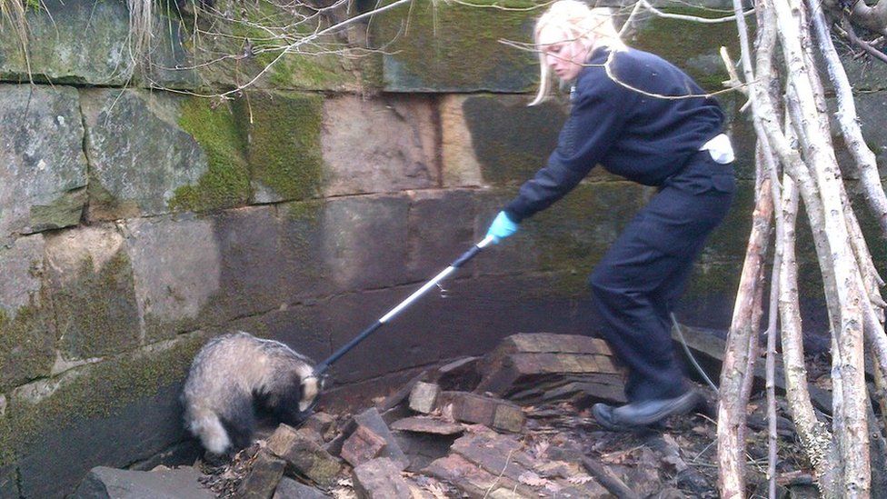 Badger rescued from mine shaft in Midlothian - BBC News