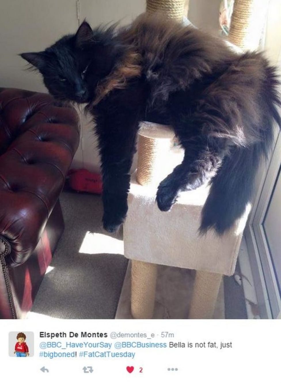 Fat Cat Tuesday: The pawful truth - BBC News