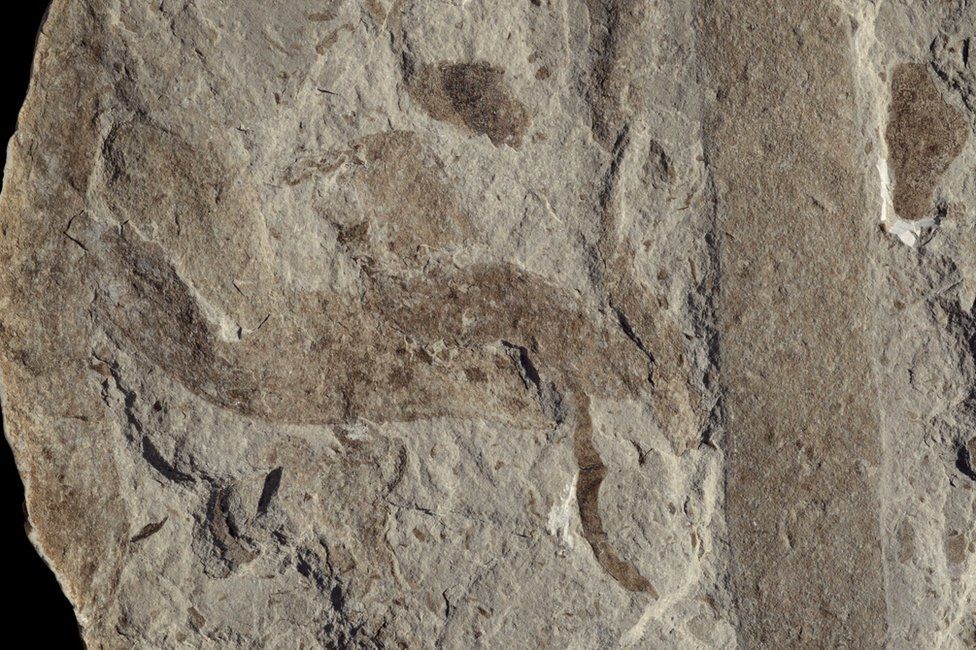 Life forms 'went large' a billion years ago - BBC News