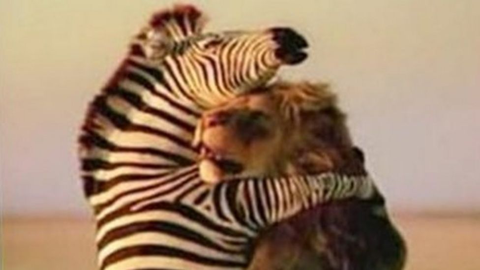 Cecil the lion death: US investigates Walter Palmer hunt - BBC News