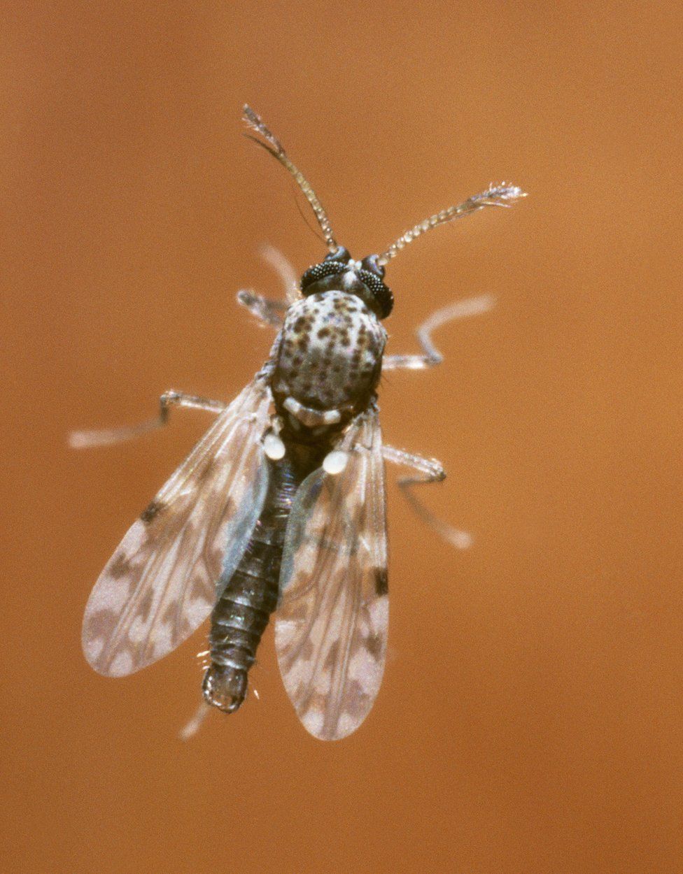 Scotland s Midges Carrying previously Unknown Viruses BBC News Scotland s Midges Carrying previously Unknown Viruses BBC News