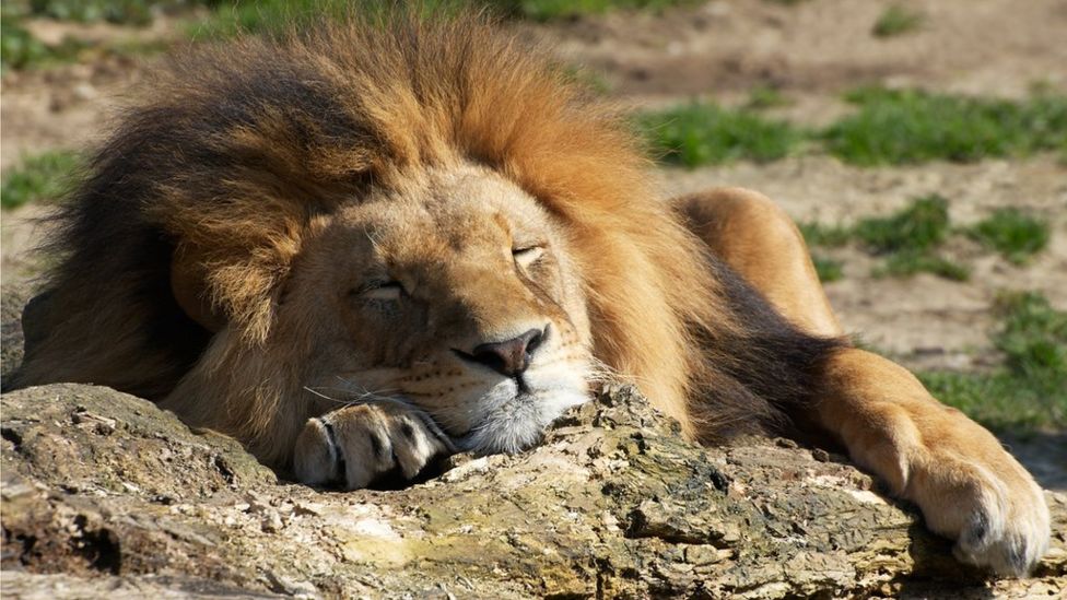 World Lion Day: Top 5 facts about the King of the Jungle - BBC Newsround