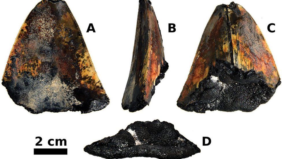 Megalodon: Preserved 3.5million-year-old tooth found - BBC Newsround