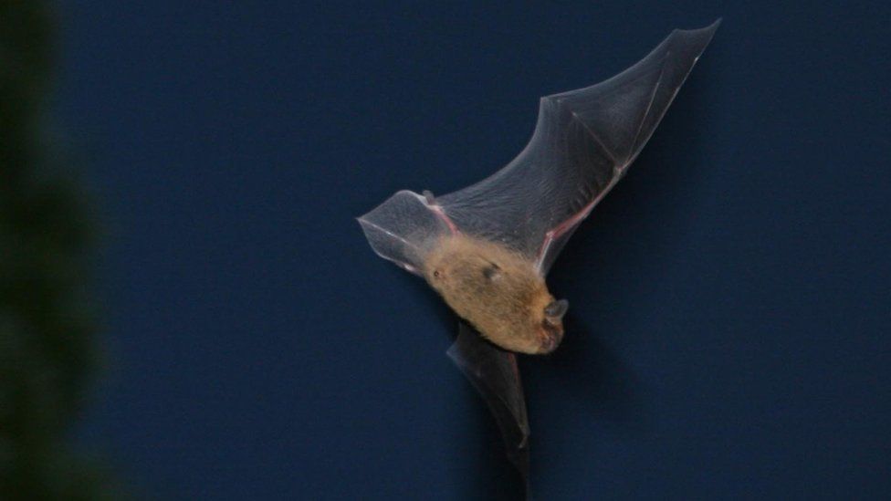 Volunteers sought for Scottish bat survey - BBC News