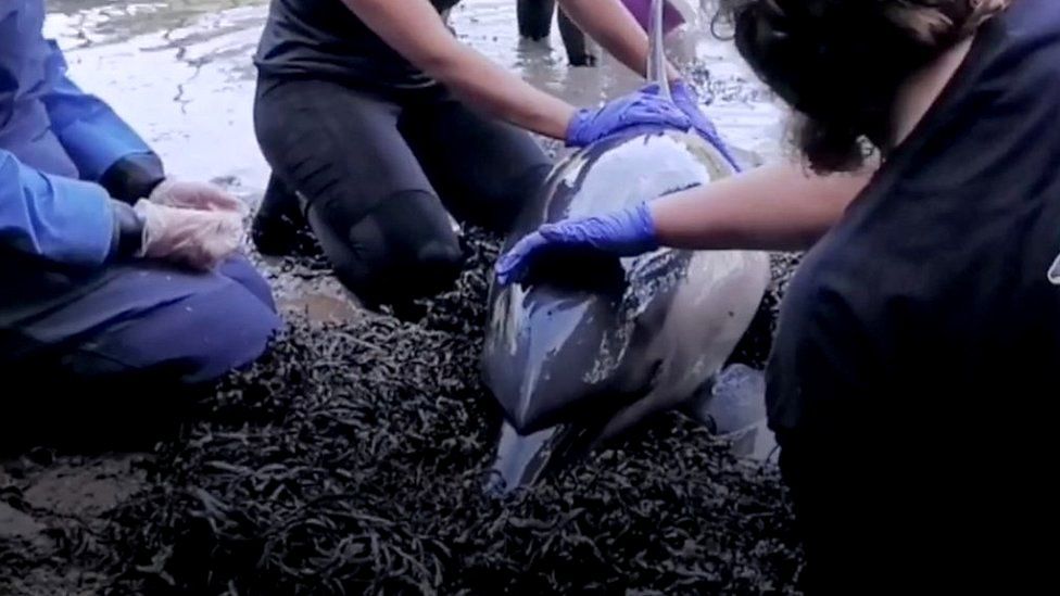 Stranded South Gare dolphin rescued and returned to sea - BBC News