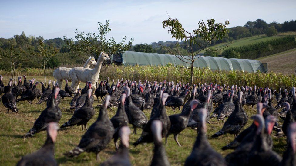 The alpacas protecting 24,000 Christmas turkeys - BBC News