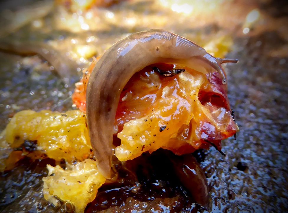 Your pictures on the theme of 'garden creatures' - BBC News