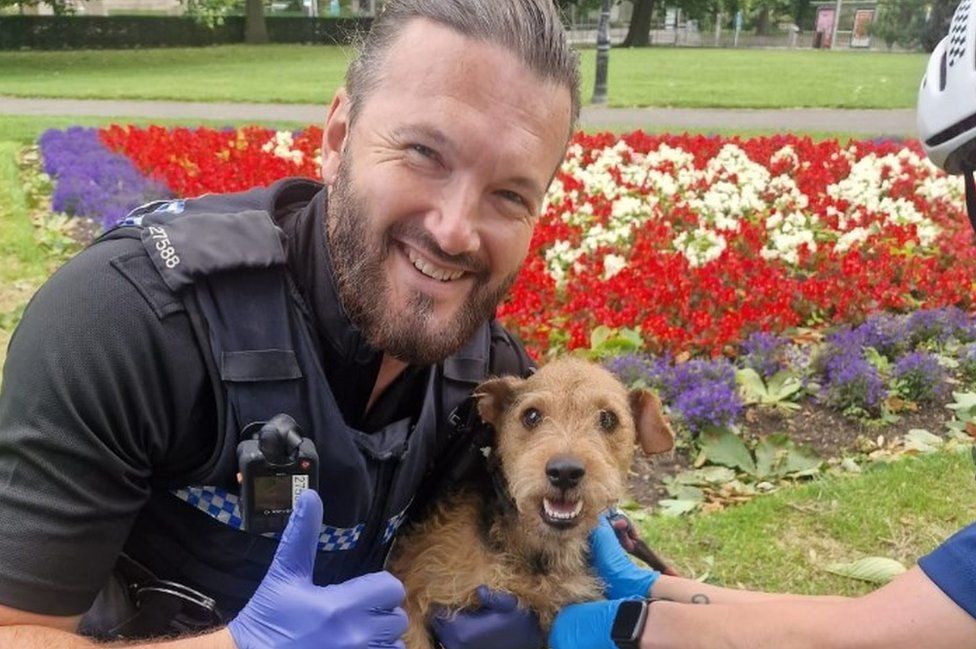 Southampton: Dog stuck for days in suspected stolen car rescued - BBC News