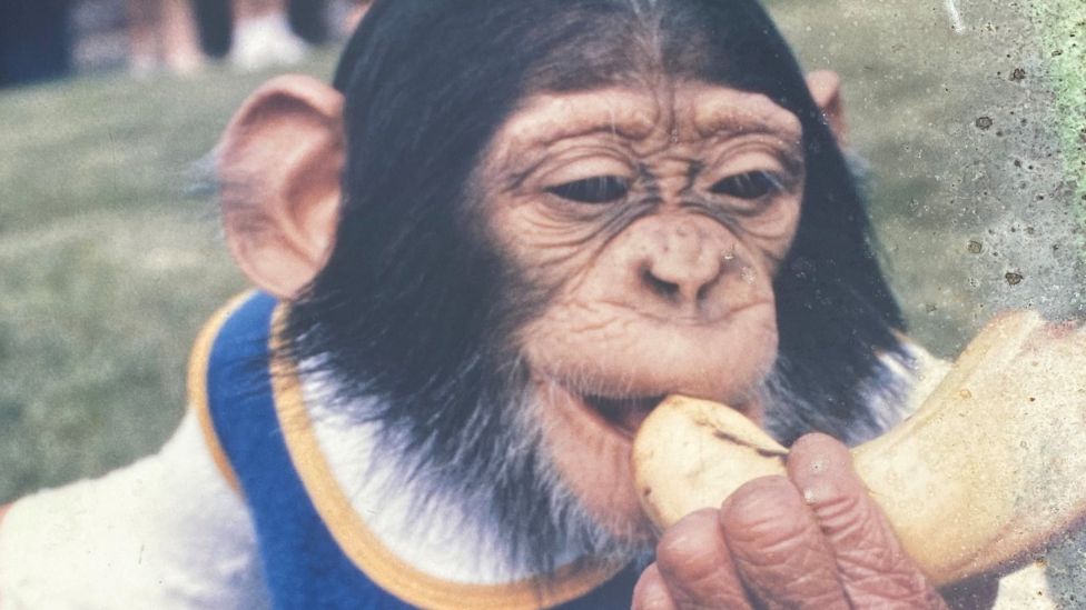 Penscynor Wildlife Park: Traumatic chimpanzee escape remembered - BBC News
