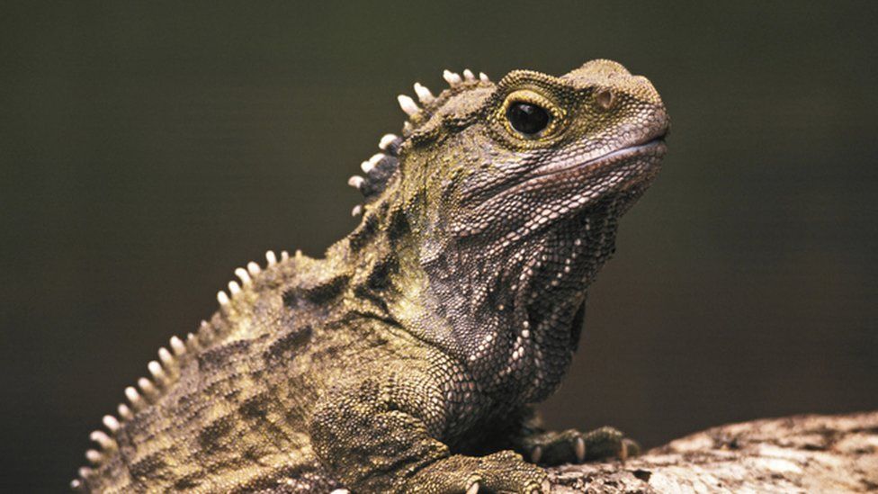 Turtles: Scientists discover babies 'sing' inside the egg - BBC Newsround