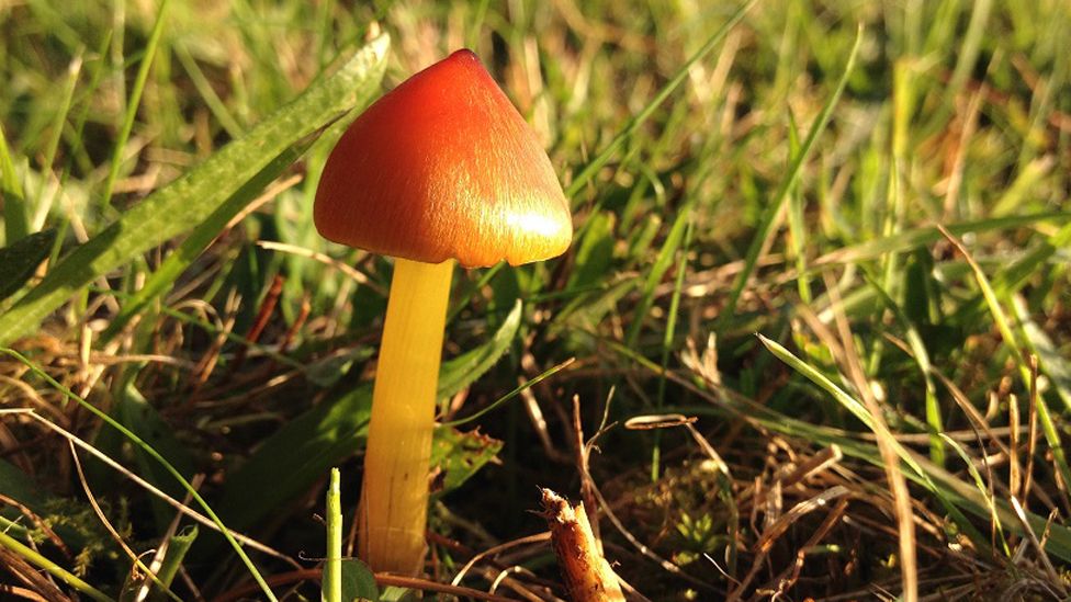 Iolo Williams: Rhyfeddodau'r hydref ar ein stepen drws - BBC Cymru Fyw