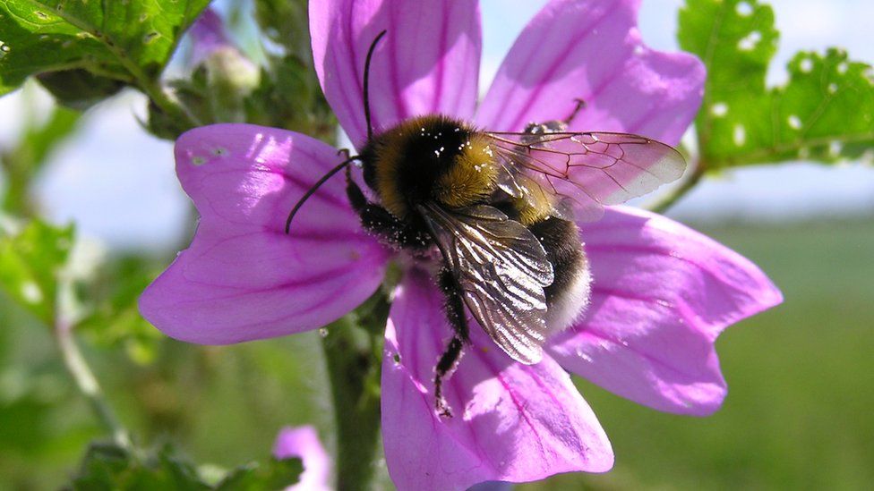 Rare species of bee spotted at Ryton Pools Country Park - BBC News
