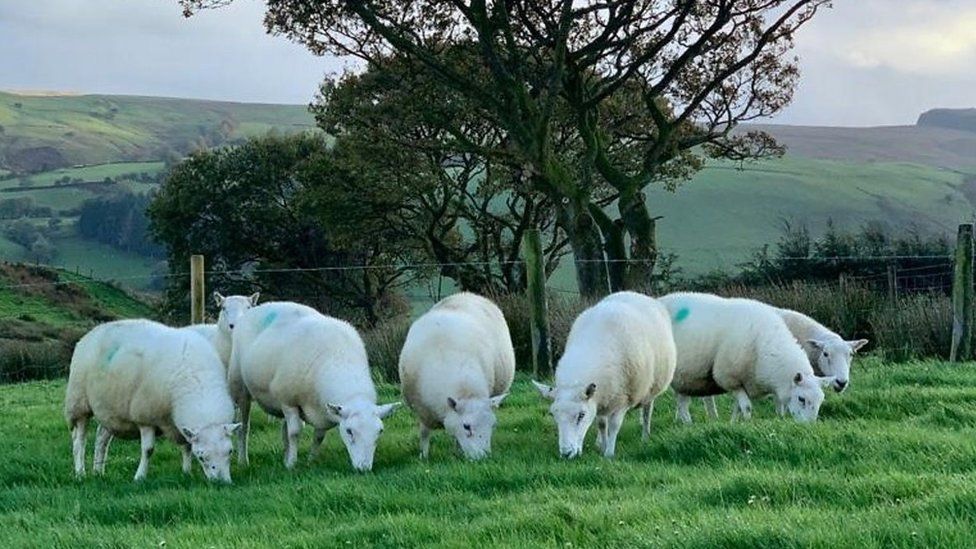 Amaeth a'r etholiad: Beth ydy barn ffermwyr? - BBC Cymru Fyw