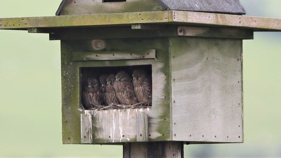 North Devon volunteers install nest boxes for kestrels - BBC News