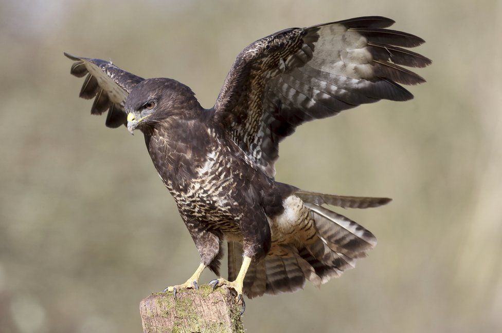 How buzzards came to fly over the UK again - BBC News