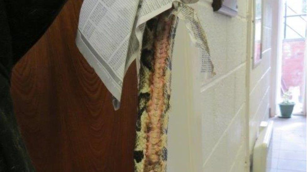 Severely-burned snake found dumped in East Lothian woods - BBC News