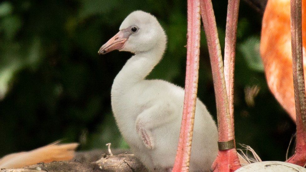Four fluffy flamingo chicks hatch at Whipsnade Zoo - BBC Newsround