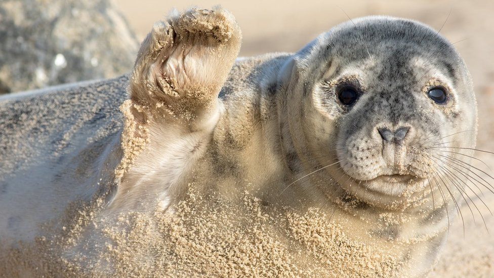 How to watch seals safely this school holiday - BBC Newsround