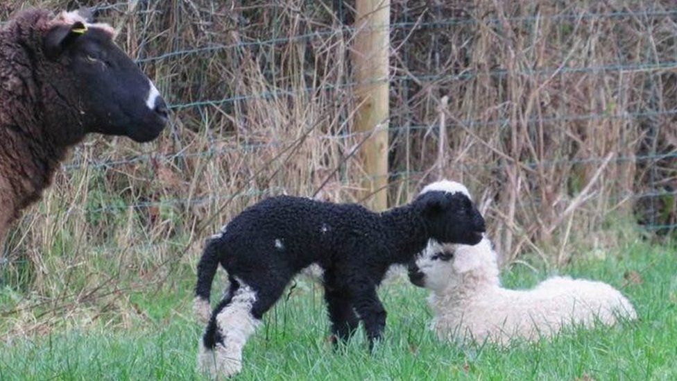 Spring: How do you know when it has sprung? - BBC News