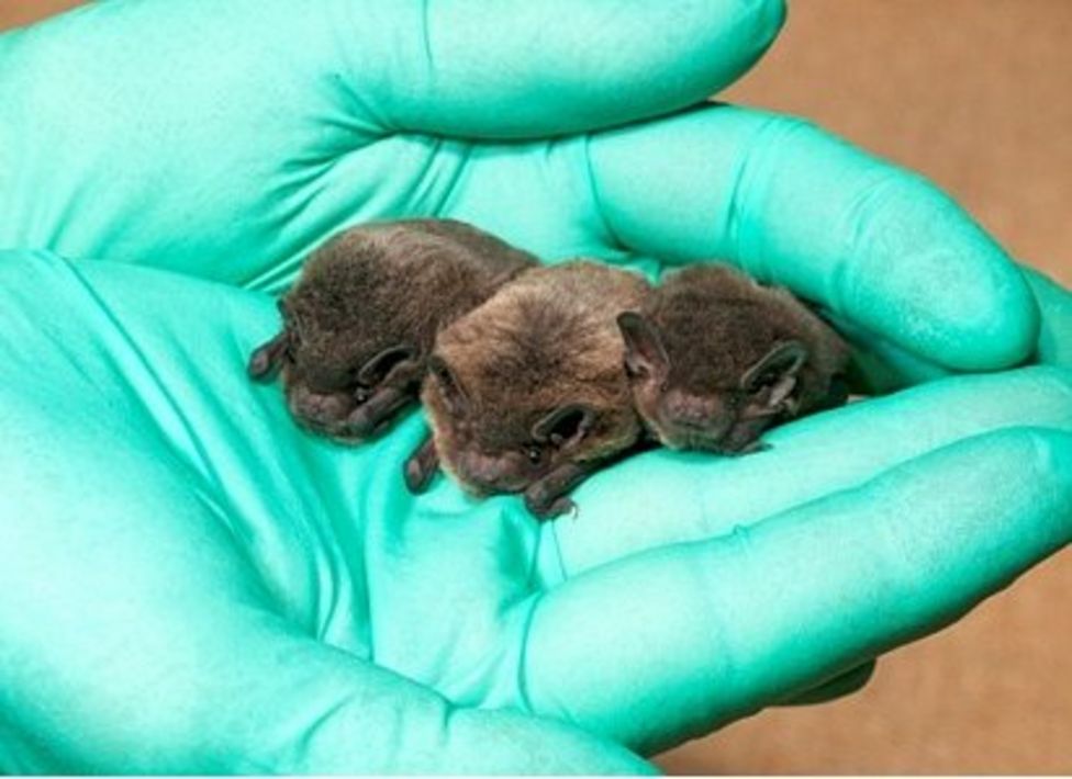 Most UK bat species 'recovering or stable' - BBC News