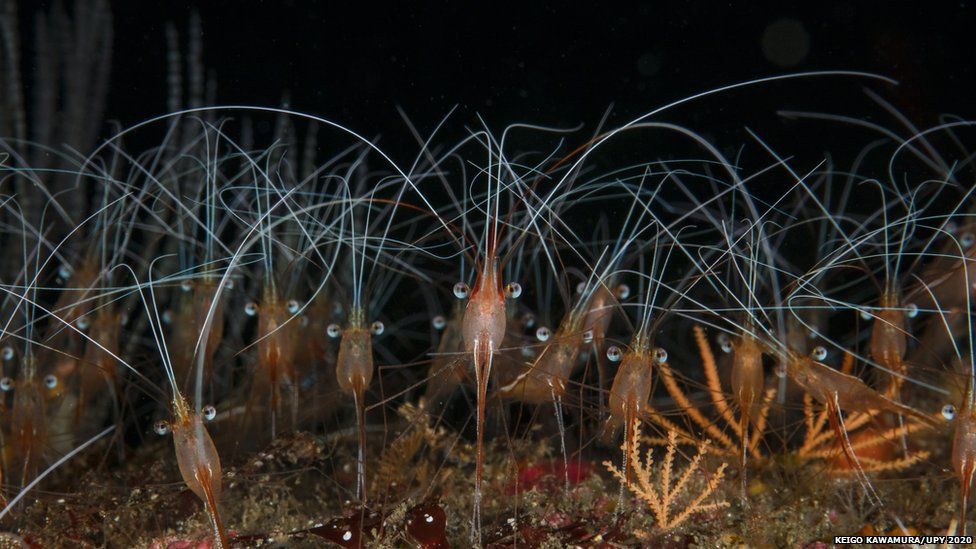 Underwater Photographer of the Year 2020: Check out these amazing ...