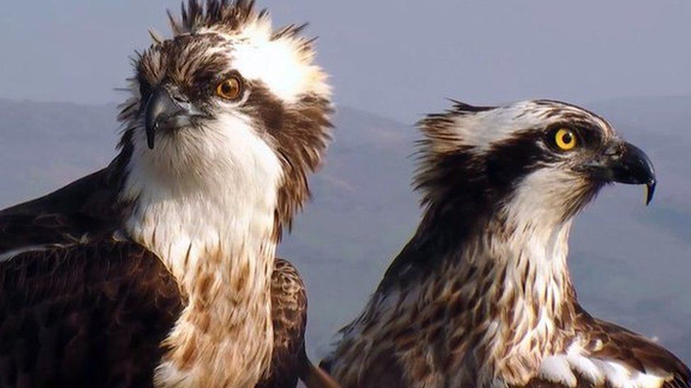 Cors Dyfi Reserve: £1.1m visitor centre gets green light - BBC News