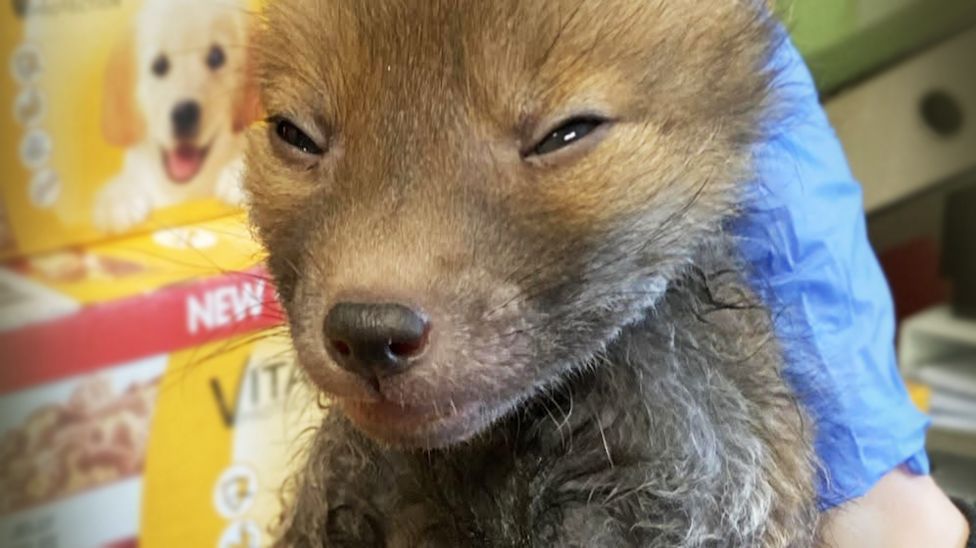 Fox has head freed from hole in decking in Luton - BBC News