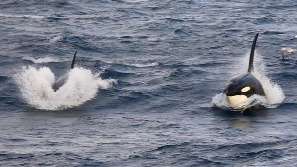 Blue Planet fans 'disturbing coastal wildlife' - BBC News