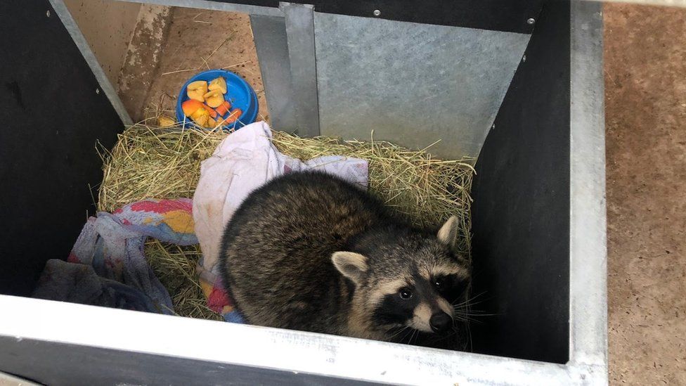 Rooney the raccoon rescued from tight spot in Derbyshire garden - BBC News