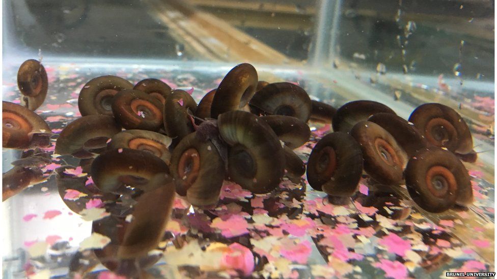 Snail's DNA secrets unlocked in fight against river disease - BBC News