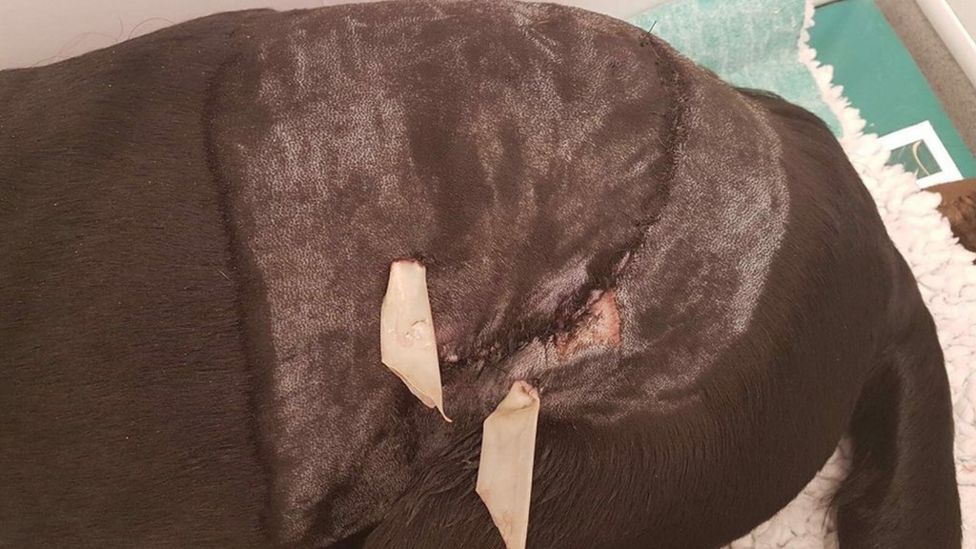 Dog hit by train in Westbury has 'amazing' escape - BBC News