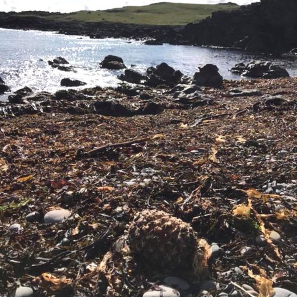 Pineapples found washed up on Shetland beaches - BBC News