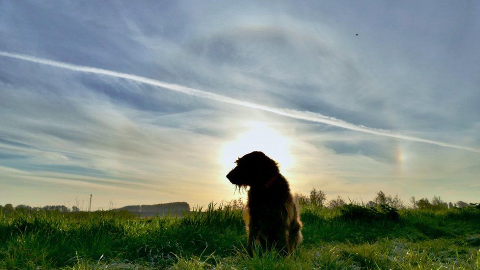 Top five 'animals in weather' - BBC Weather