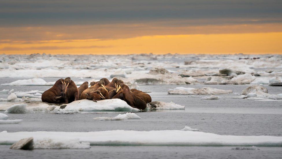 Scientists head to the Arctic to check 'Walrus From Space' count - BBC Newsround