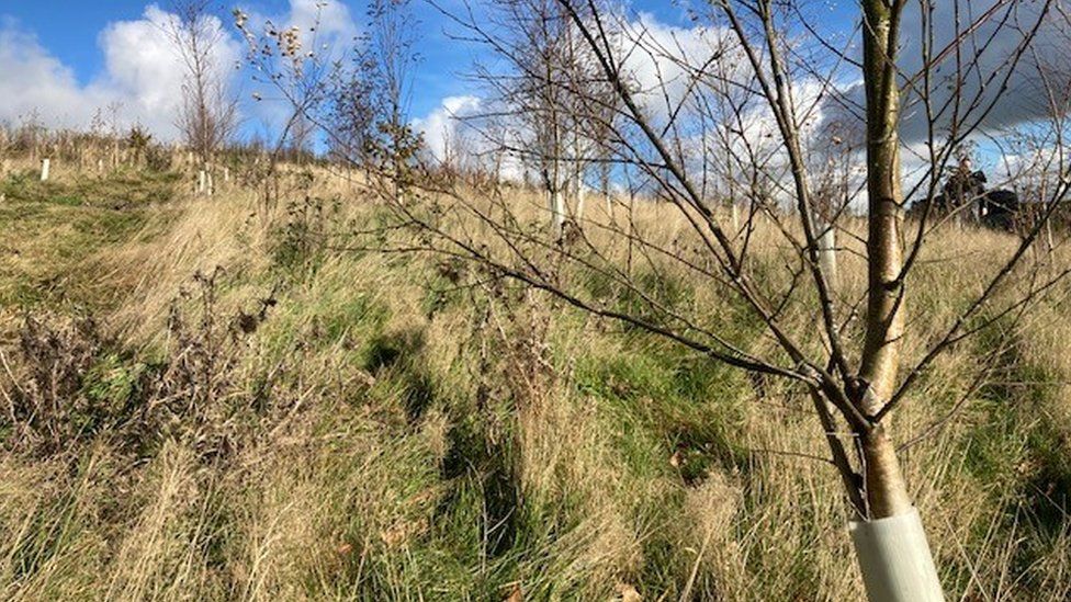 Plannu coed: Cynllun i geisio cadw tir yn nwylo pobl leol - BBC Cymru Fyw