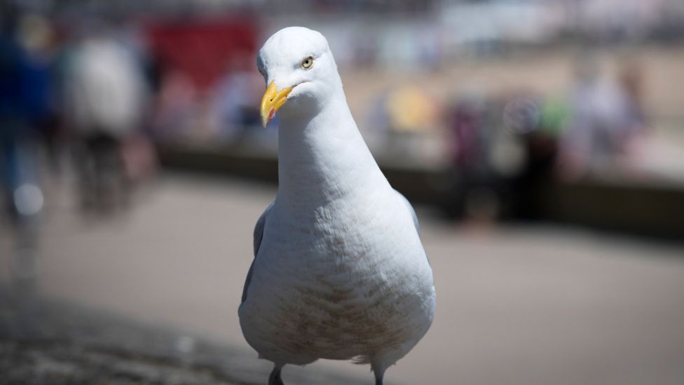 Swansea: Call to end 'cruel' anti-seagull spikes and nets - BBC News