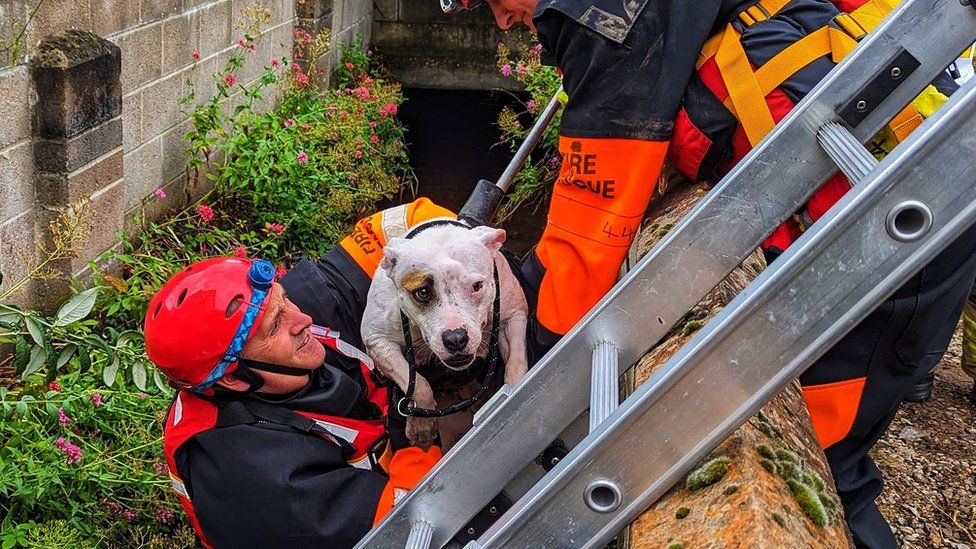 Loughborough: Shivering dog rescued from water tunnel - BBC News