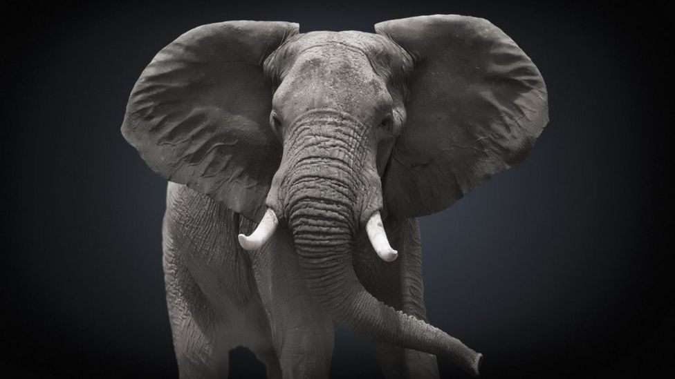 Elephant dictionary created to help understand the gentle giants - BBC ...